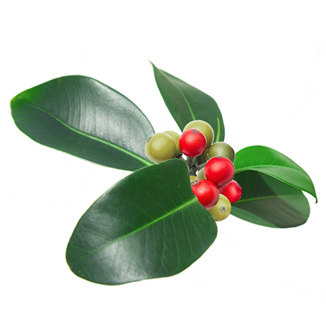 Huile essentielle de Saro : comment l'utiliser correctement