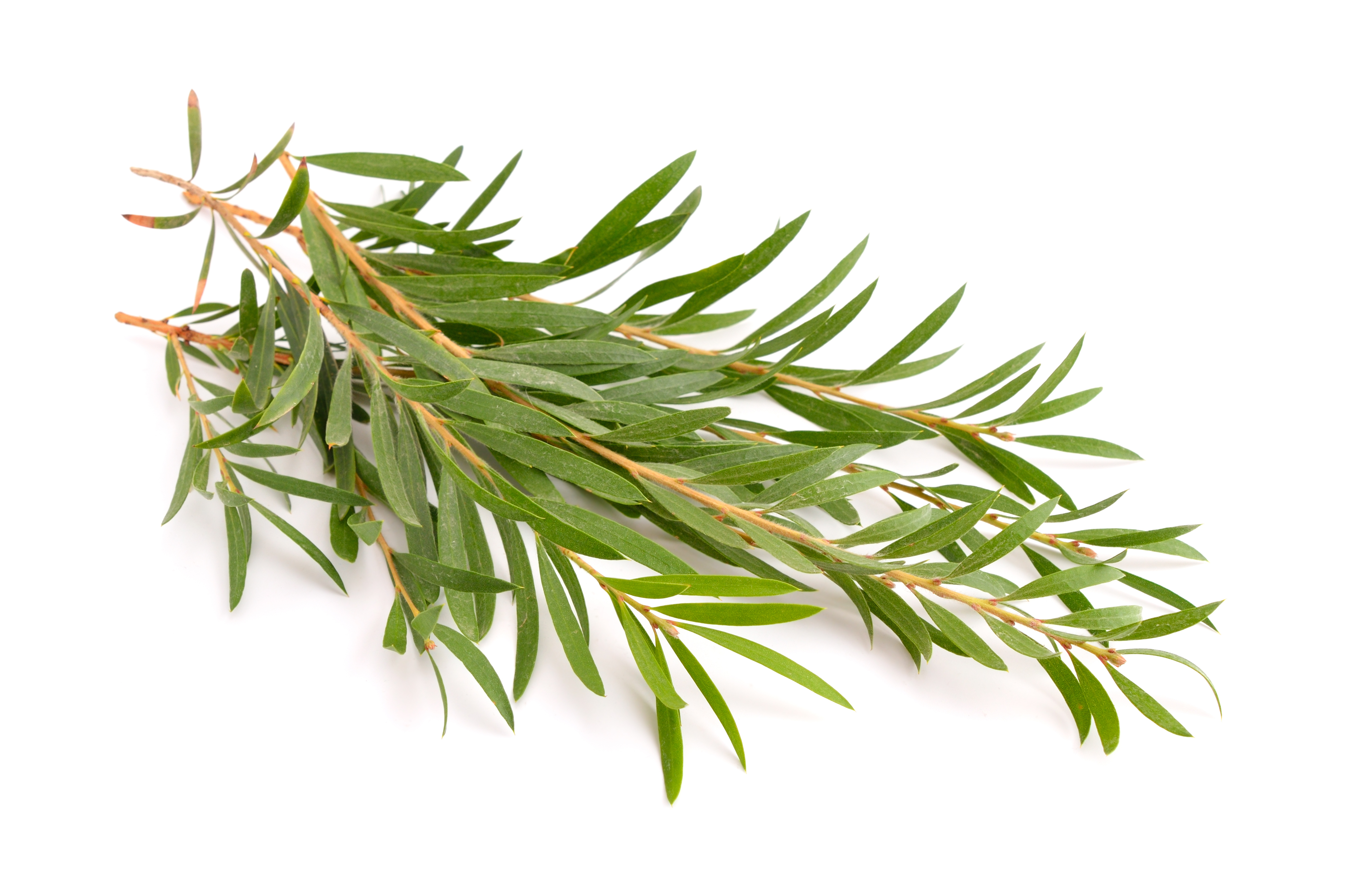 Huile essentielle de Tea Tree : Guide complet d'utilisation