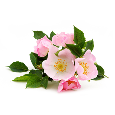 Huile végétale de Rose Musquée : bienfaits et utilisations en ...