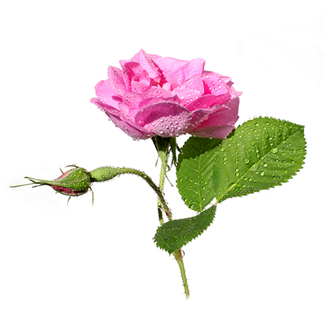 Huile essentielle de Rose de Damas : comment l'utiliser correctement