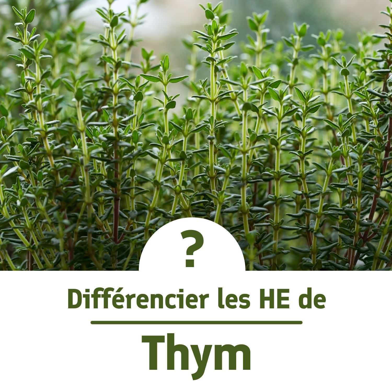 Comment différencier les huiles essentielles de Thym