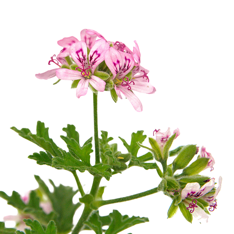 Hydrolat de Geranium Bourbon : bienfaits et utilisations en cosmétique ...