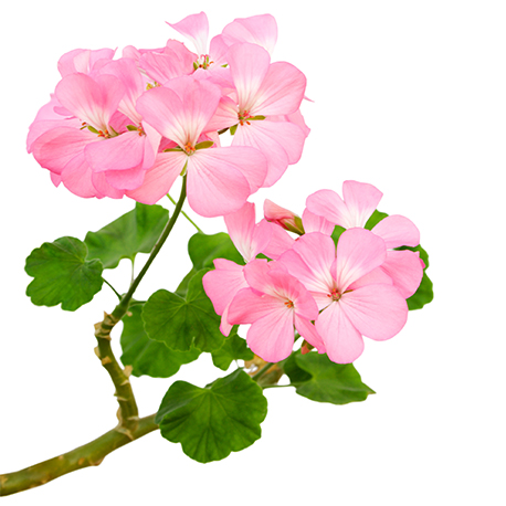 Hydrolat de Geranium Bourbon : bienfaits et utilisations en cosmétique ...