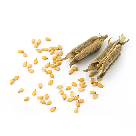 Huile végétale de Sésame : bienfaits et utilisations en cosmétique et ...