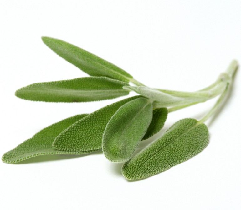 Sauge Officinale : comment et pourquoi utiliser les feuilles de la plante
