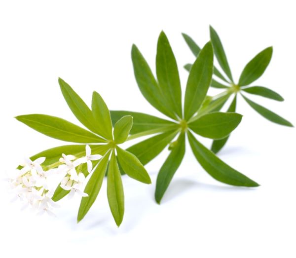 Aspérule Odorante : comment et pourquoi utiliser les parties aériennes ...