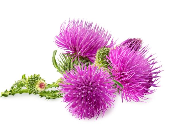 Bardane : comment et pourquoi utiliser les racines de la plante