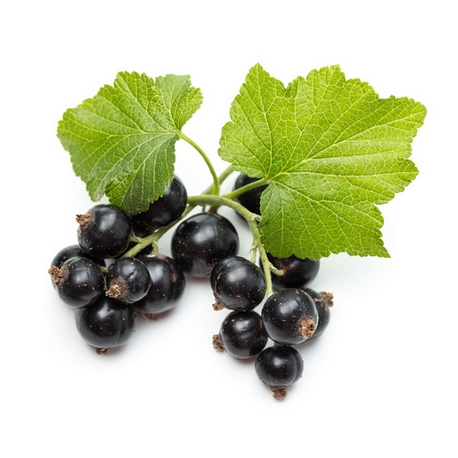 Cassis : comment et pourquoi utiliser les feuilles de la plante