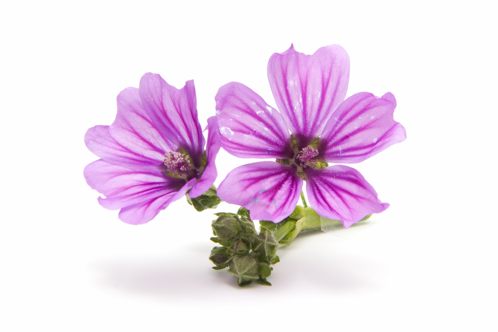Mauve : comment et pourquoi utiliser les fleurs et parties aériennes de ...