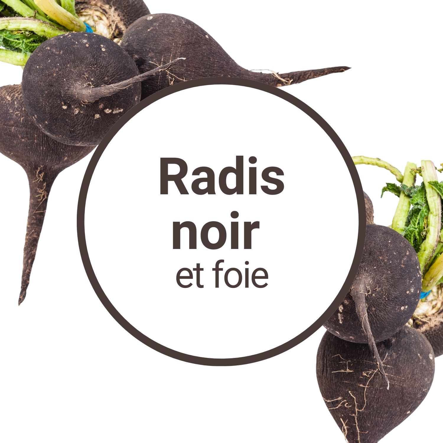 Quels sont les bienfaits du Radis Noir pour le foie