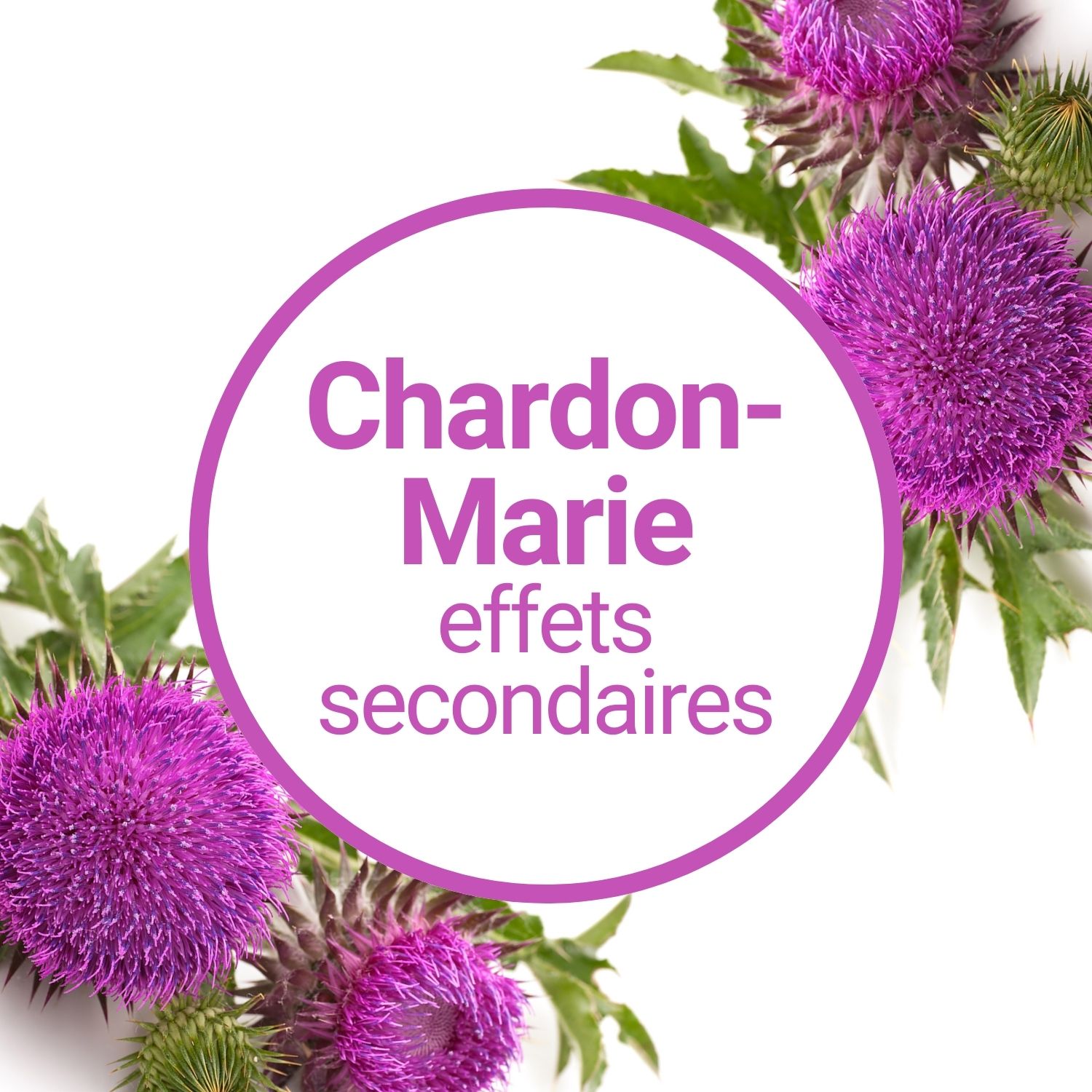 Quels sont les effets secondaires du Chardon-Marie