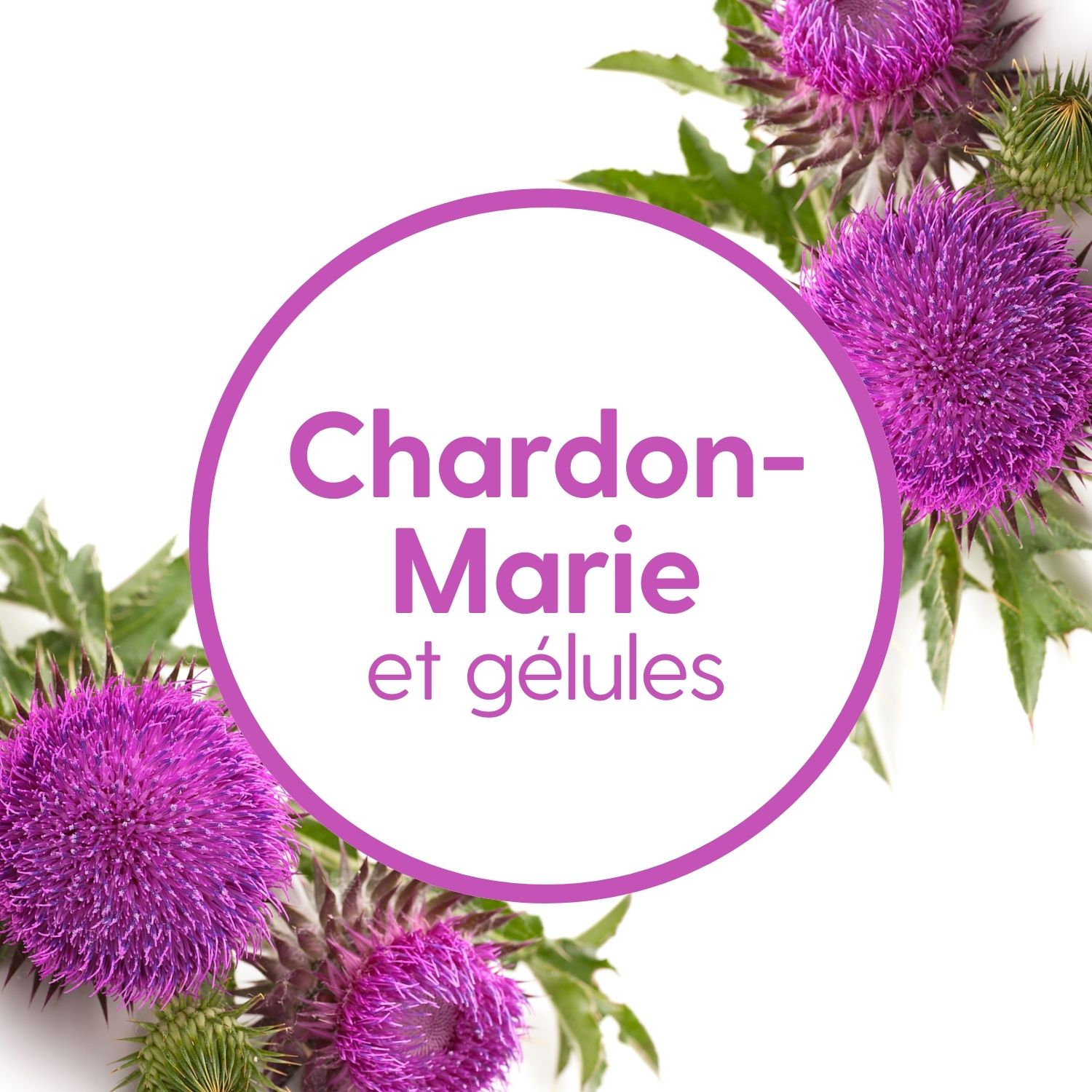 Gélules de Chardon-Marie : bienfaits et utilisation